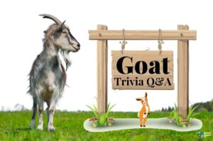 33 Goat Trivia Questions (and Answers) | Group Games 101
