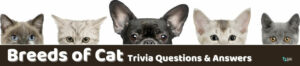 49 Cat Trivia Questions (and Answers) | Group Games 101