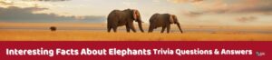 47 Elephant Trivia Questions (and Answers) | Group Games 101