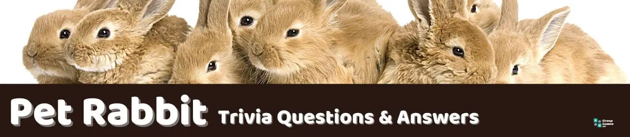 35 Rabbit Trivia Questions (and Answers) | Group Games 101