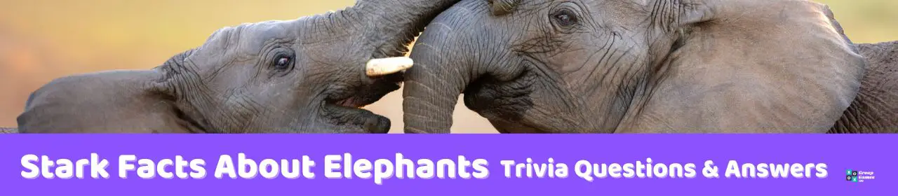 47 Elephant Trivia Questions (and Answers) | Group Games 101